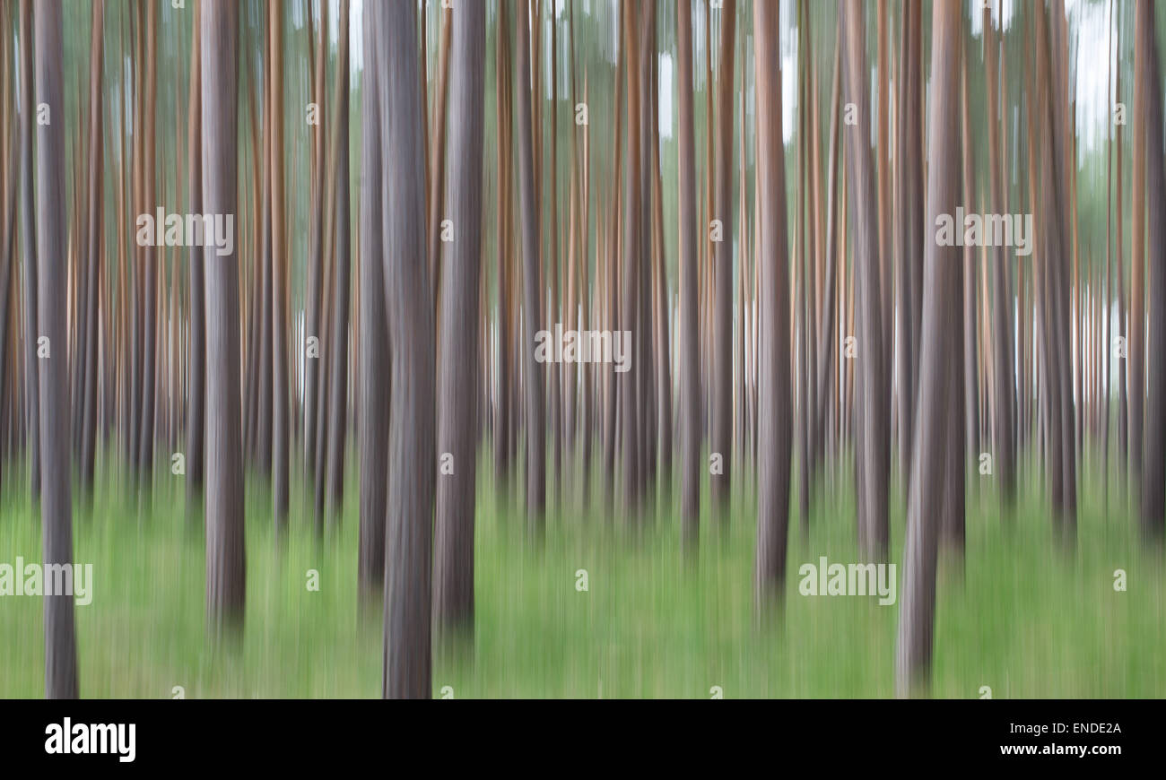 Stendal, Germany. 3rd May, 2015. Conifers in a forest in the district ...