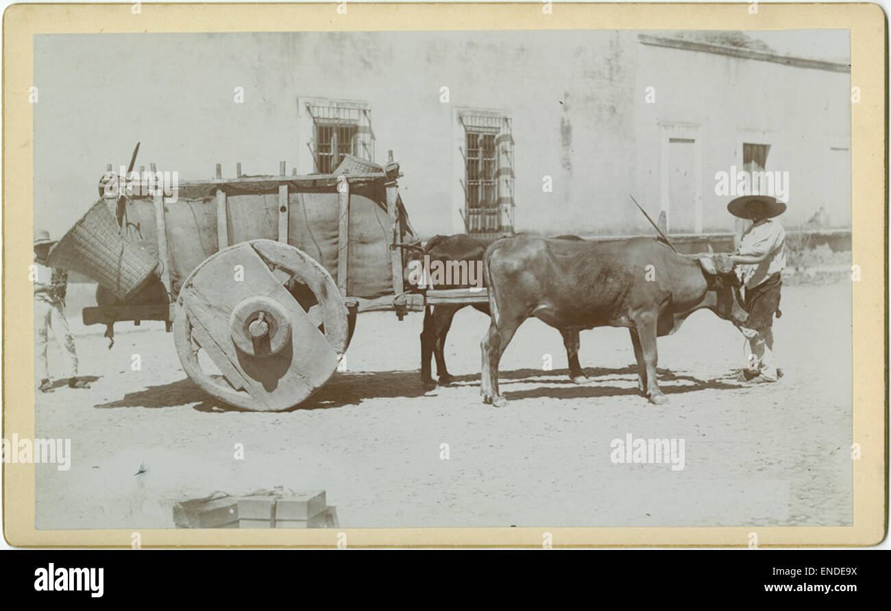 This image captures a traditional Mexican ox cart team, showcasing oxen ...