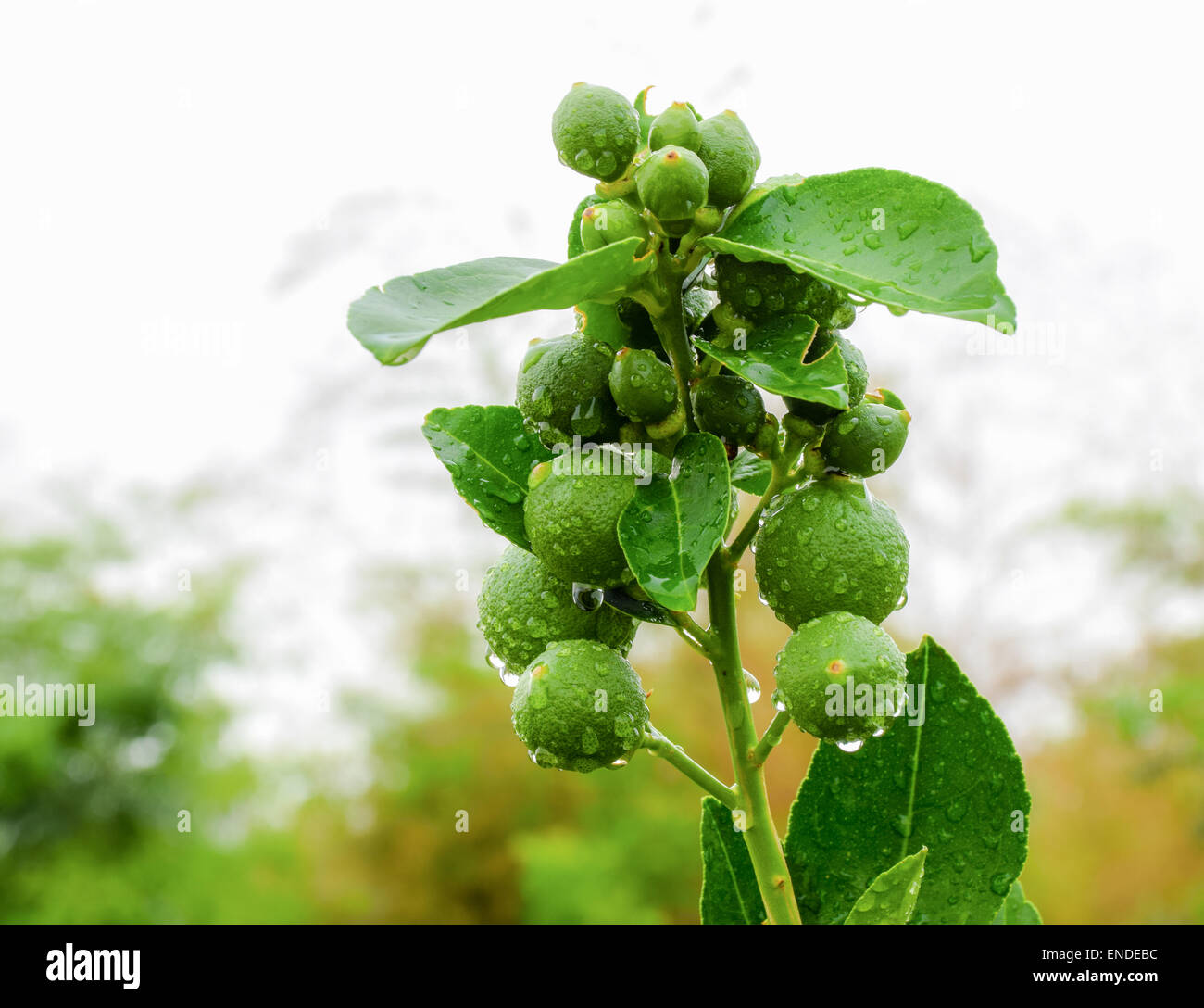 Limes growing hi-res stock photography and images - Alamy