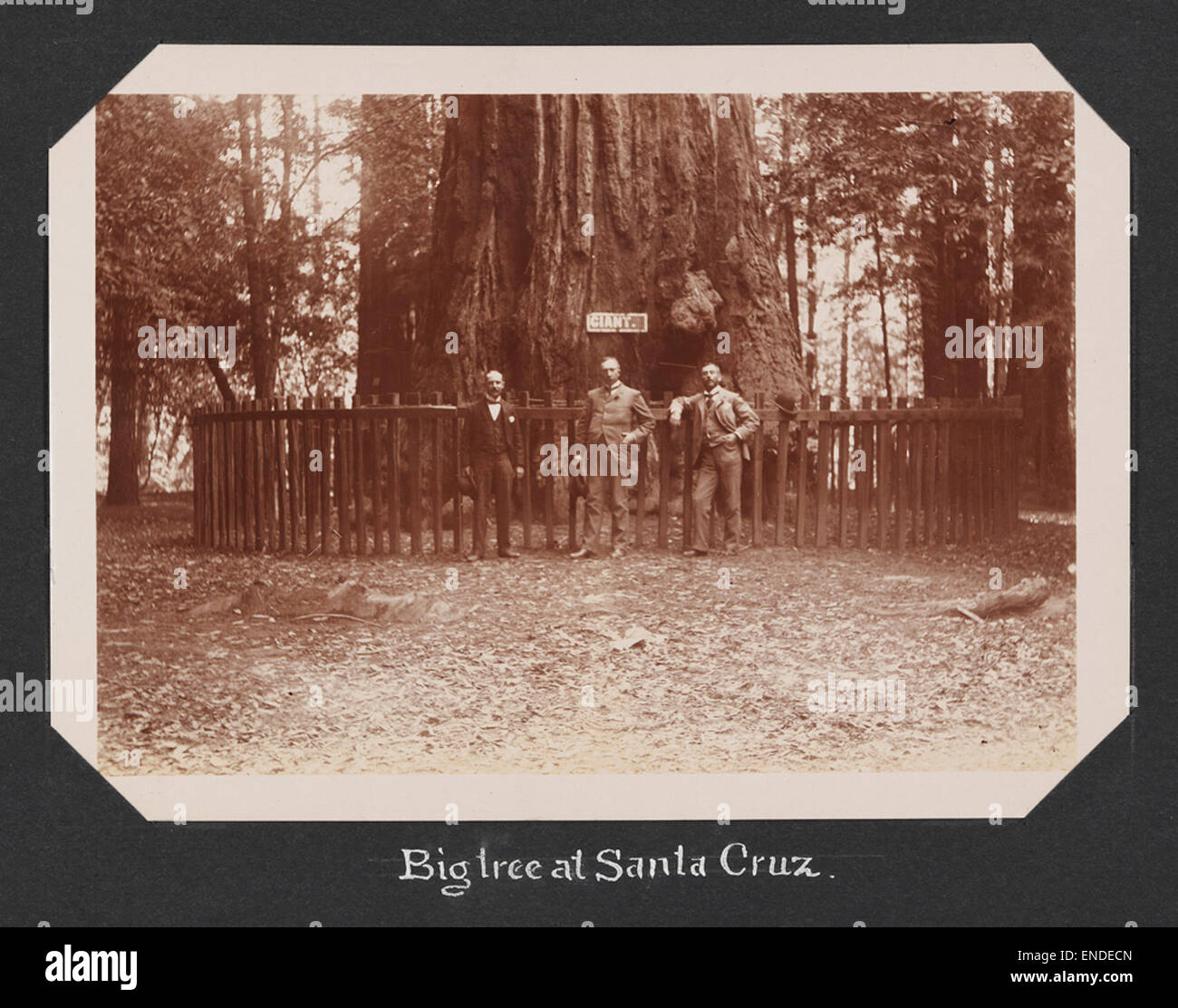 A massive redwood tree located in the Santa Cruz region, part of the U ...