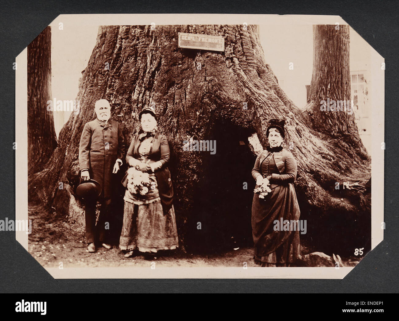 The Fremont Tree, named after explorer John Charles Fremont, stands as ...