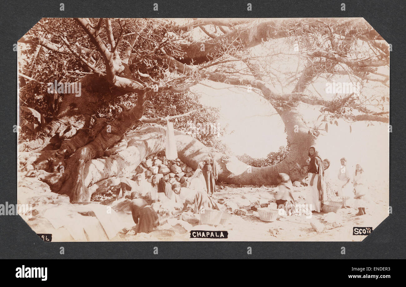 A serene photograph capturing the laundry trees near Lake Chapala ...