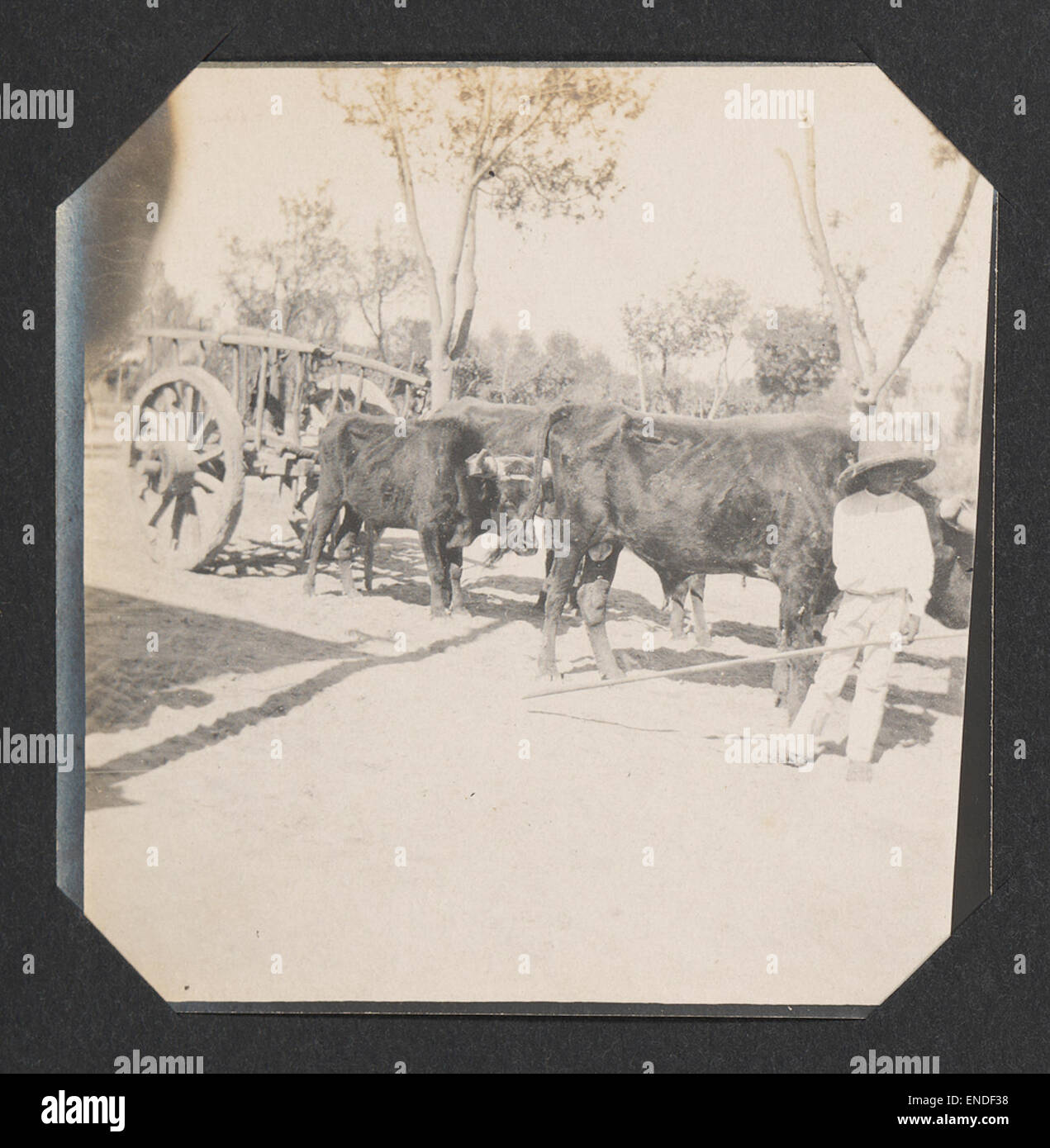 The image features an ox cart drawn by animal teams, illustrating ...