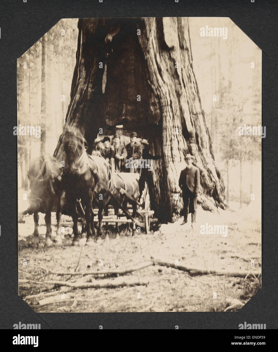 Tunnel in giant sequoia hi-res stock photography and images - Alamy