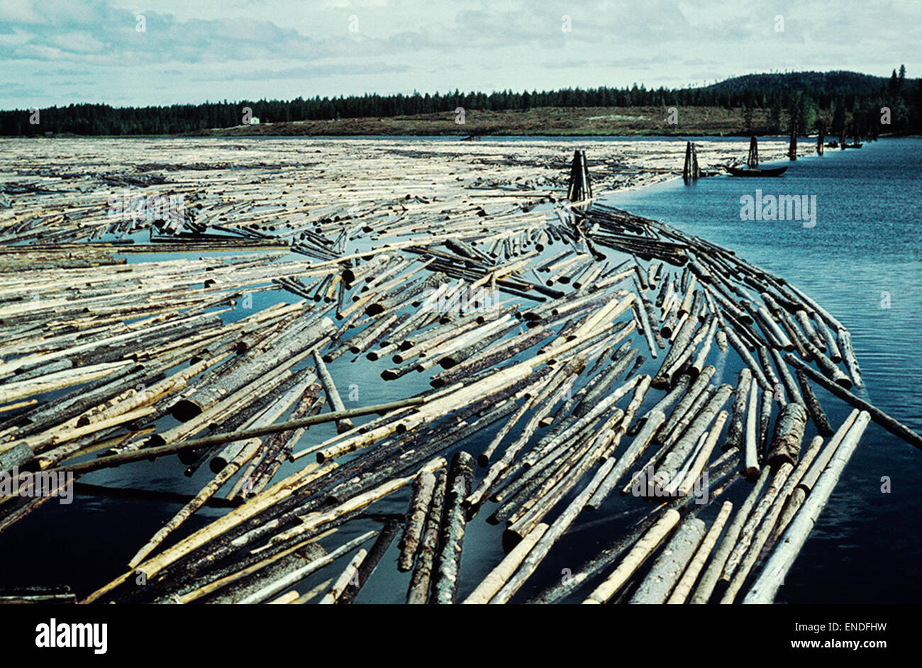 Logs floating on river in hi-res stock photography and images - Alamy