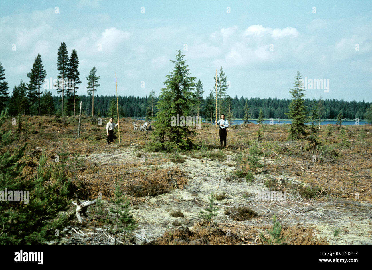 Halla trees hi-res stock photography and images - Alamy