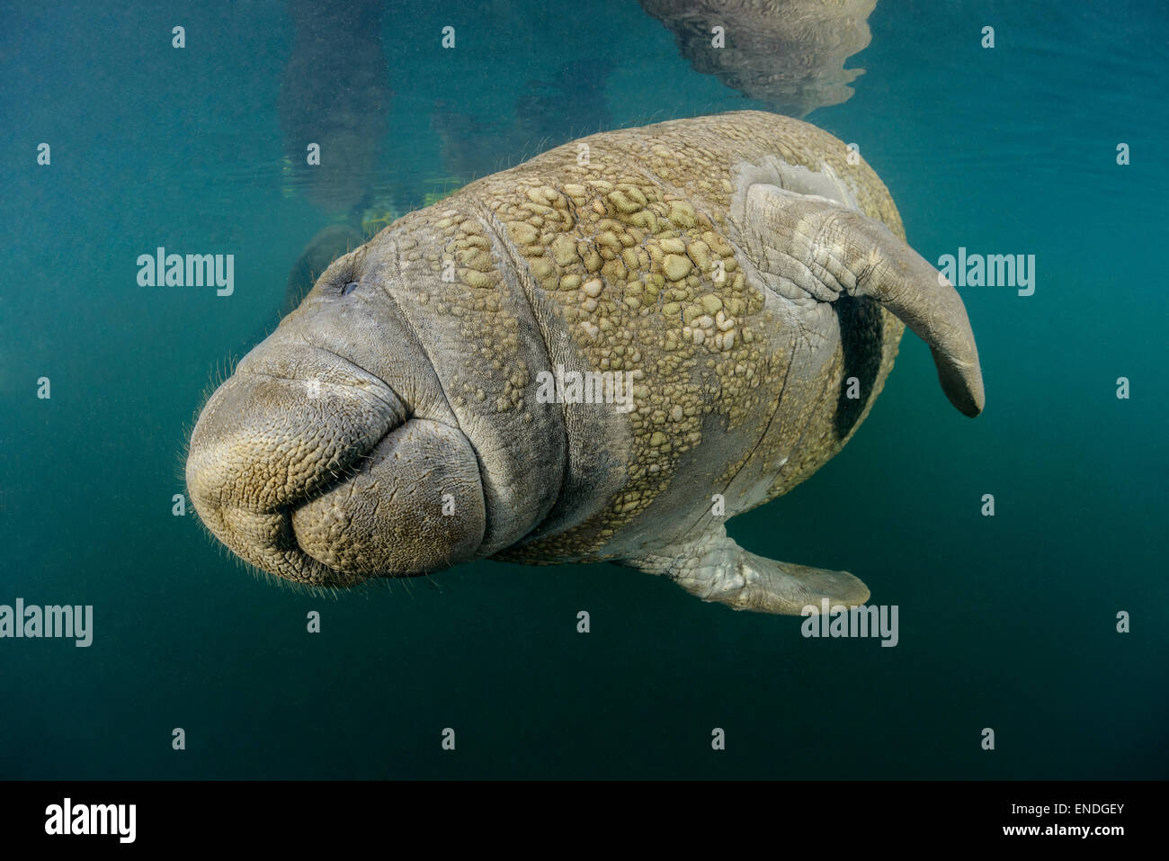 Trichechus manatus latirostris, West Indian Manatee or Florida Sea Cow ...