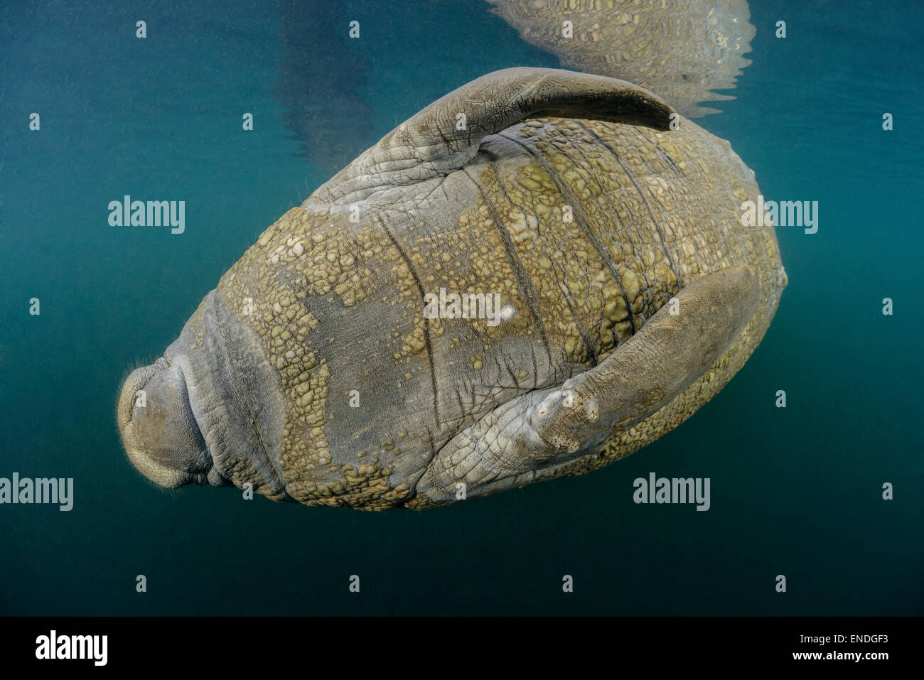 Trichechus manatus latirostris, West Indian Manatee or Florida Sea Cow ...