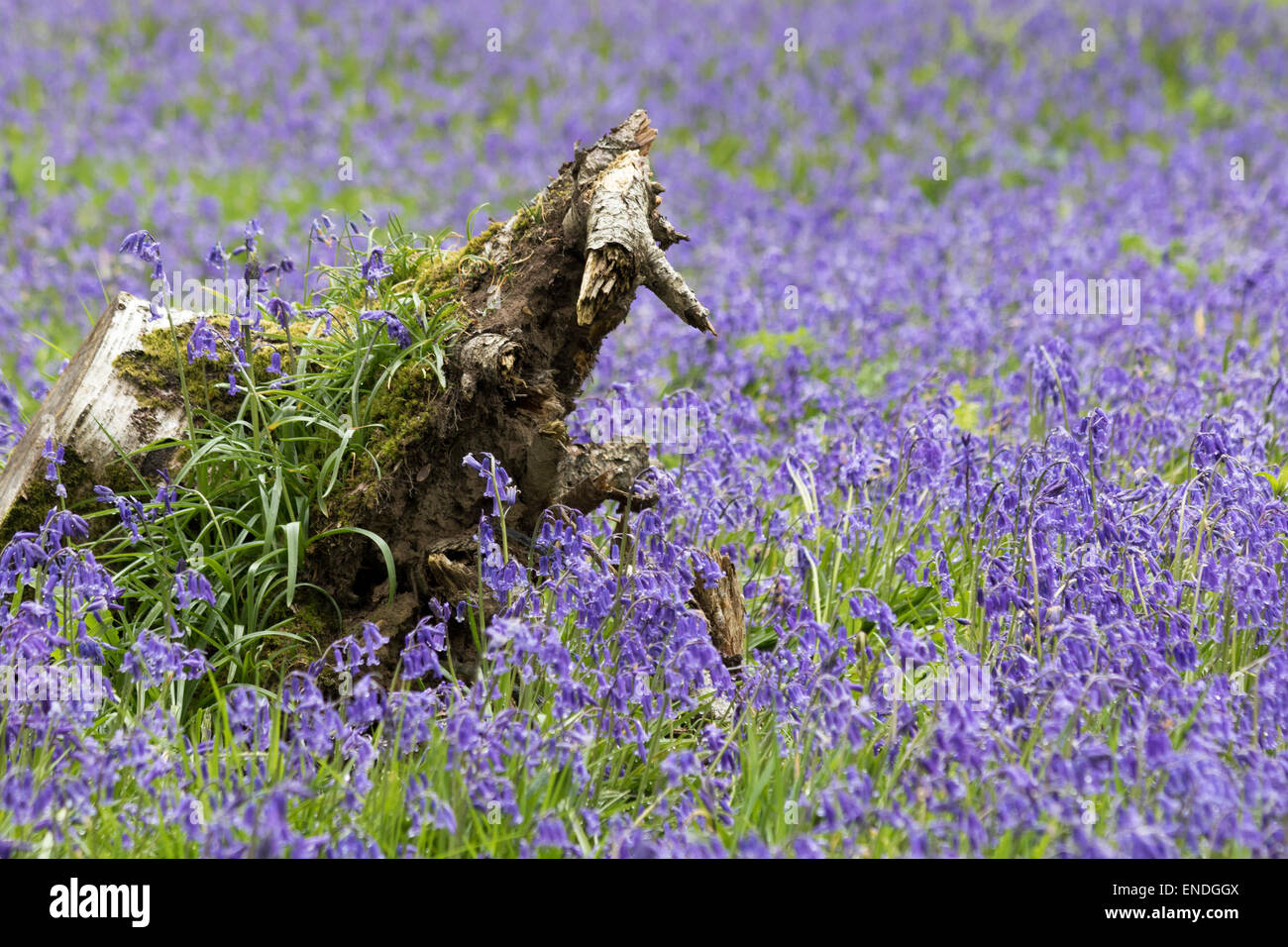 Bluebells woodland scene hyacinthoides hi-res stock photography and ...