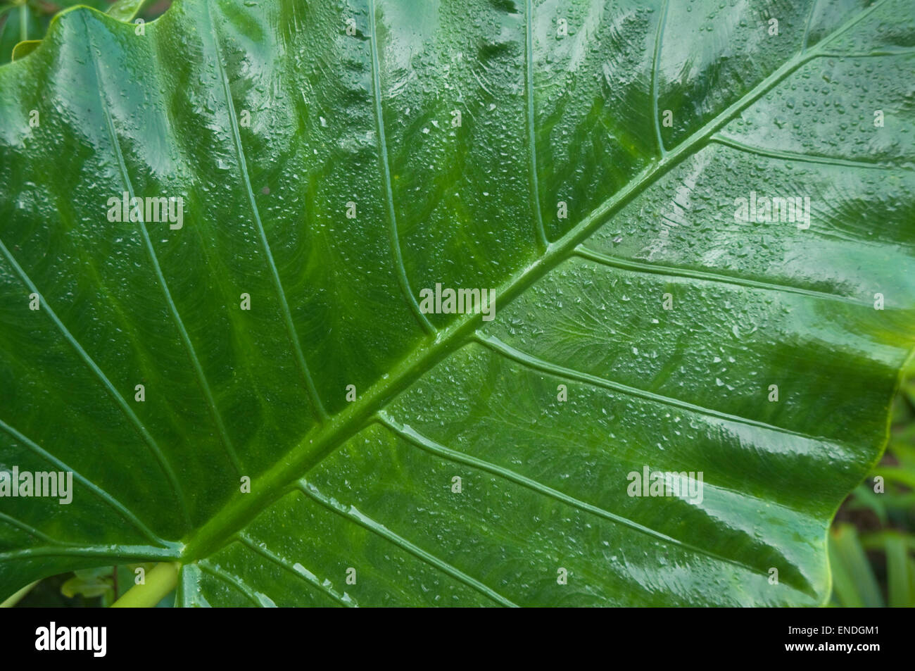 NEPAL, Royal Bardia National Park, wet banana leaf Stock Photo - Alamy