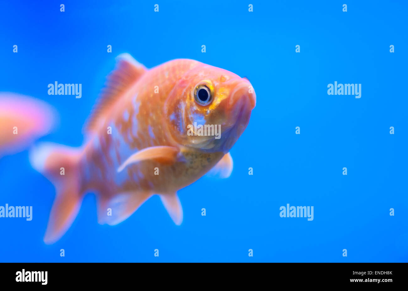 Orange goldfish in a tank with blue background Stock Photo - Alamy