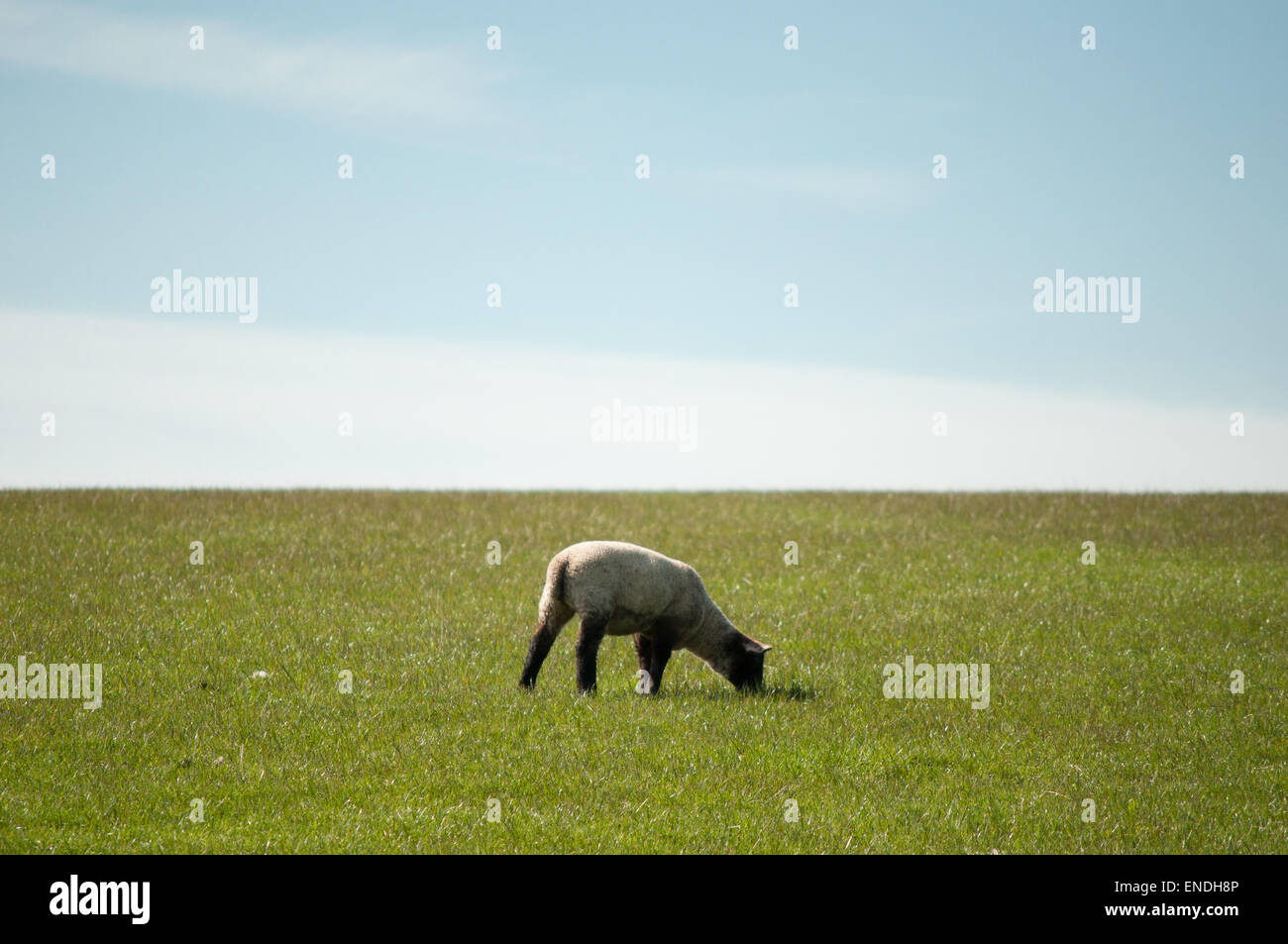 Young lamb grazing on green grass in a meadow on a bright sunny day ...