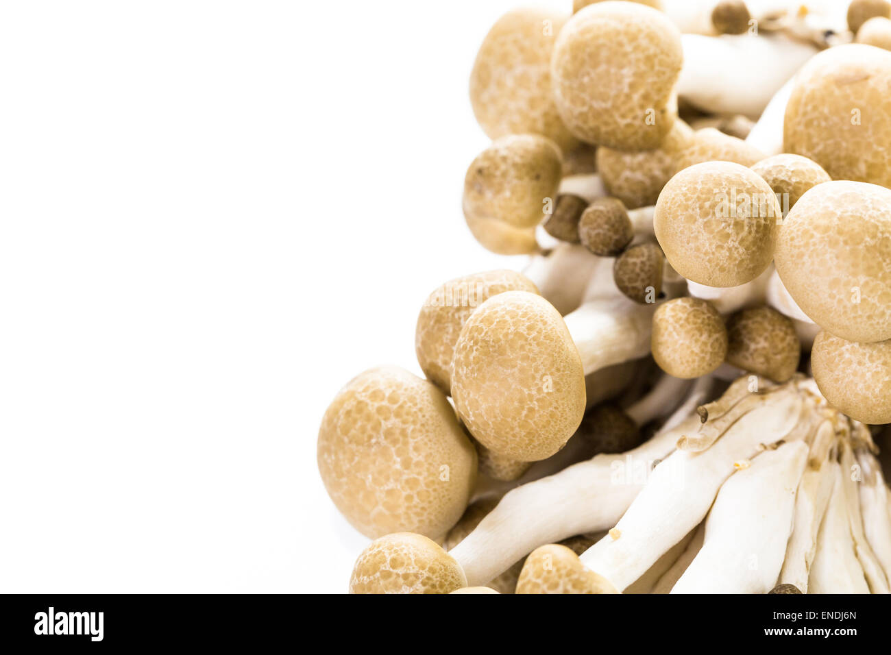 Organic brown beech mushrooms on a white background Stock Photo - Alamy