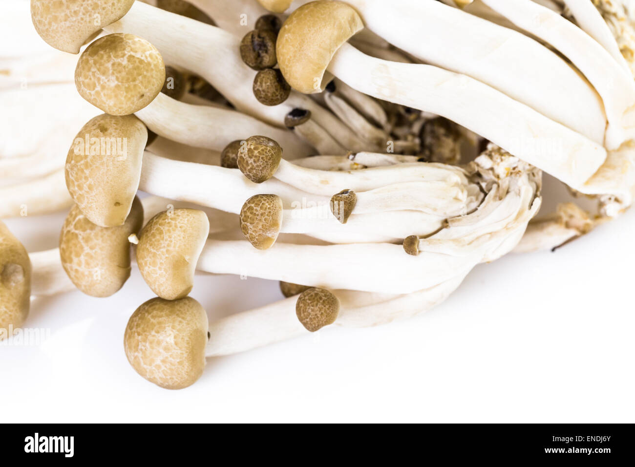 Organic brown beech mushrooms on a white background Stock Photo - Alamy