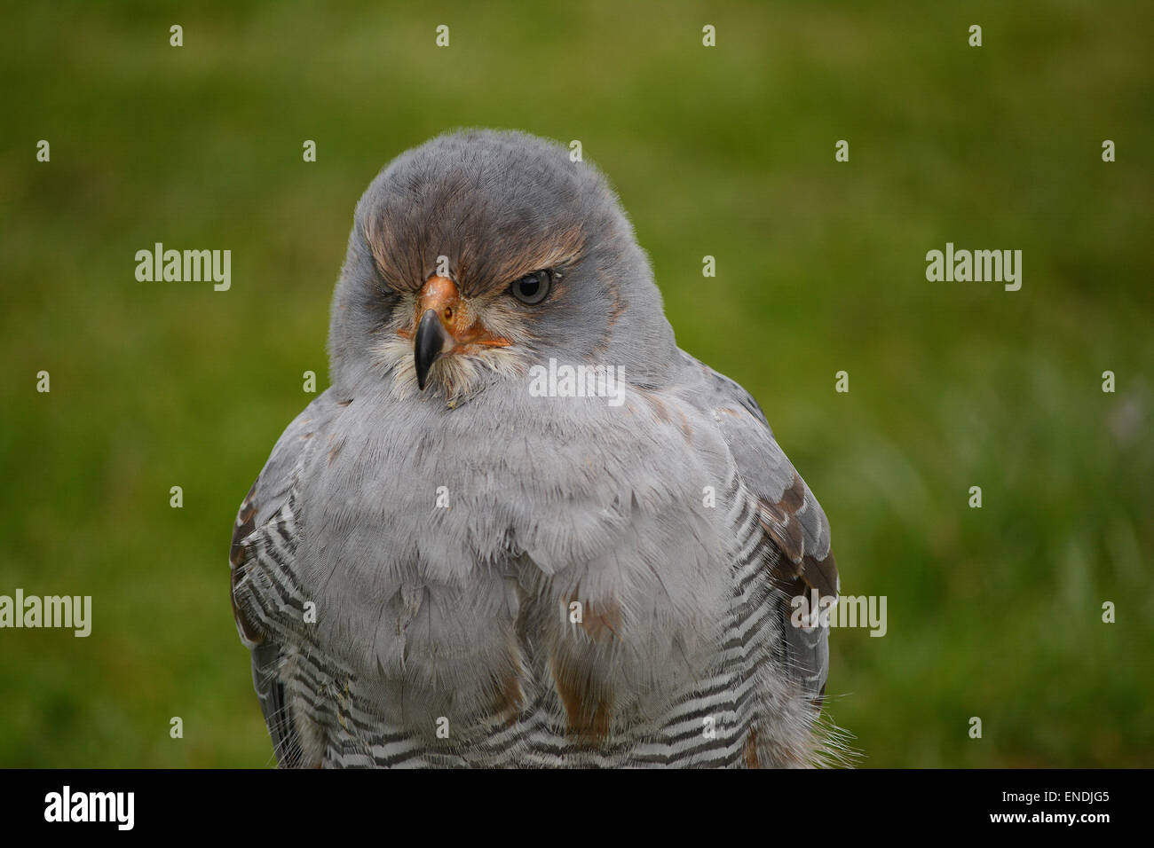 Falcon castle hi-res stock photography and images - Alamy