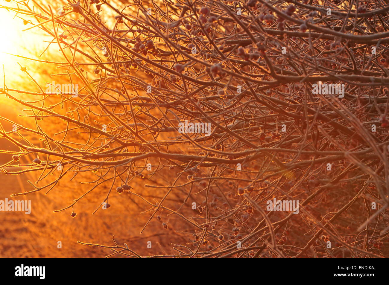 Photo of bush branches in warm early morning light Stock Photo - Alamy