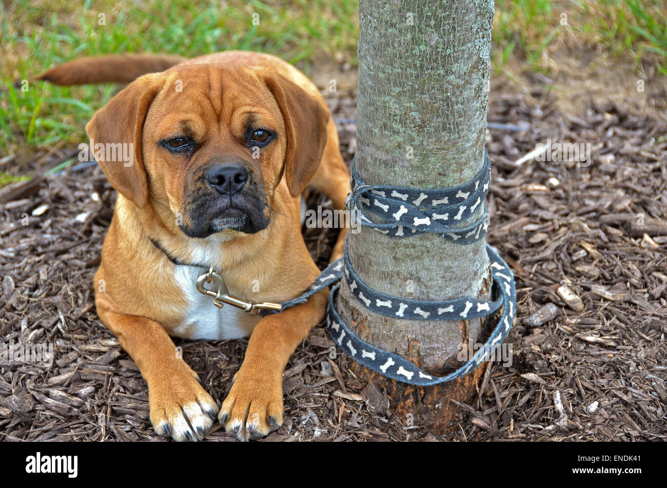 Tied to a tree hi-res stock photography and images - Alamy