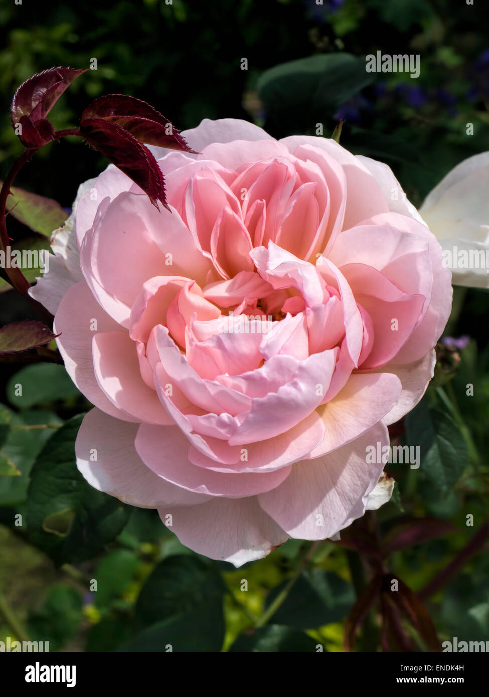 Double Rose Stock Photos & Double Rose Stock Images - Alamy