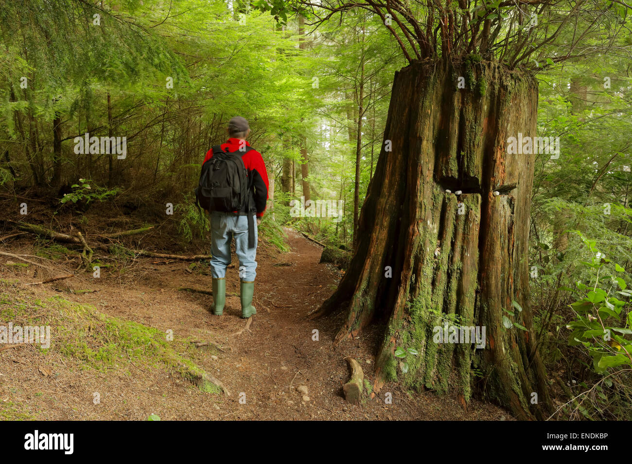 Giant Western Red cedar tree stump on trail to Sandcut Beach-Jordan ...