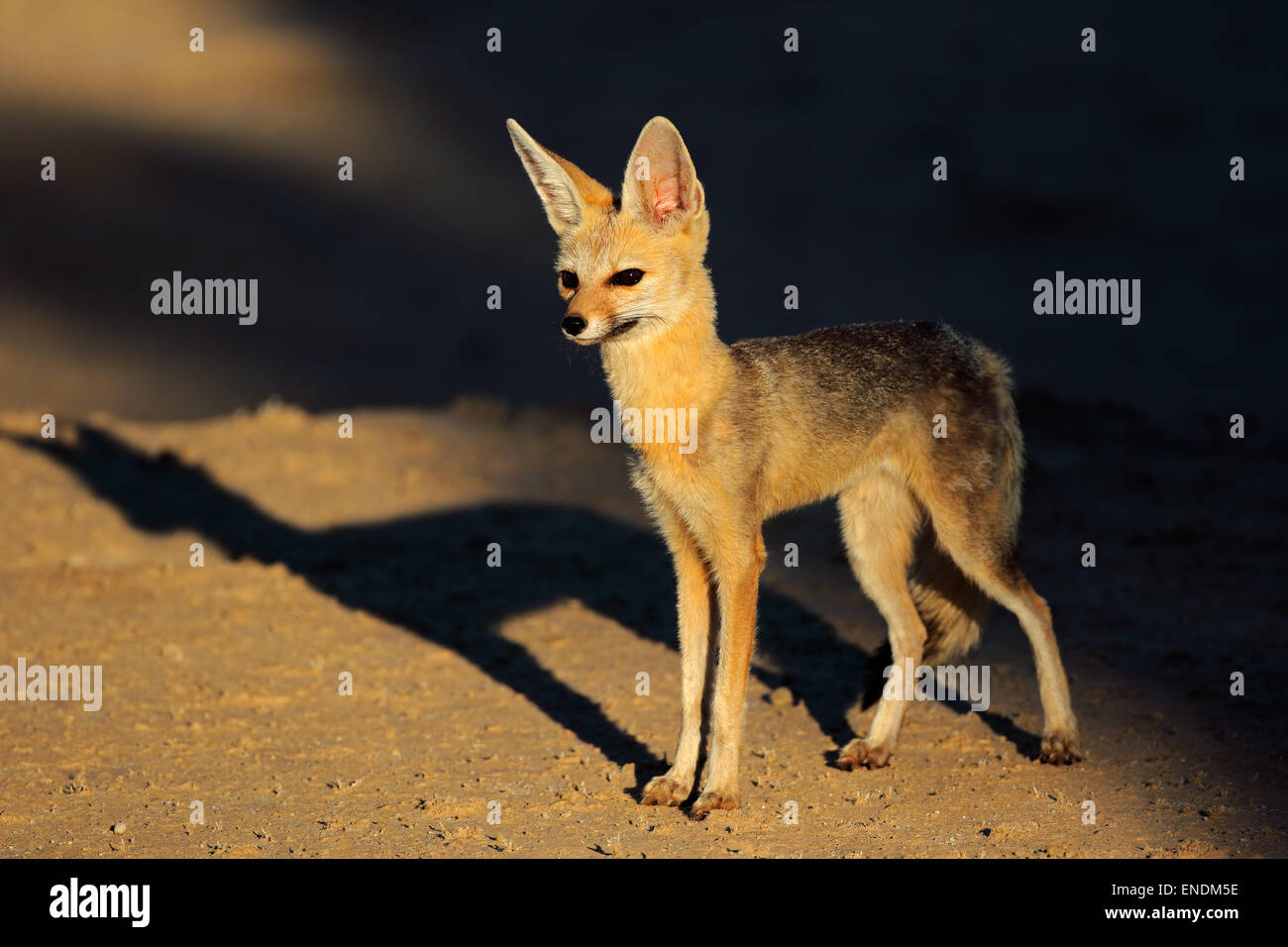 Cape fox (Vulpes chama) in late afternoon light, Kalahari desert, South ...