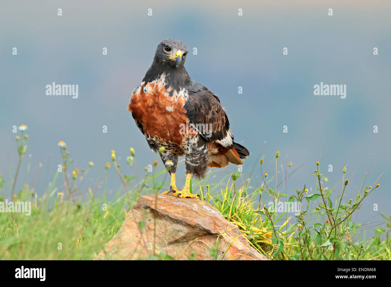 A jackal buzzard (Buteo rufofuscus) perched on a rock, South Africa ...
