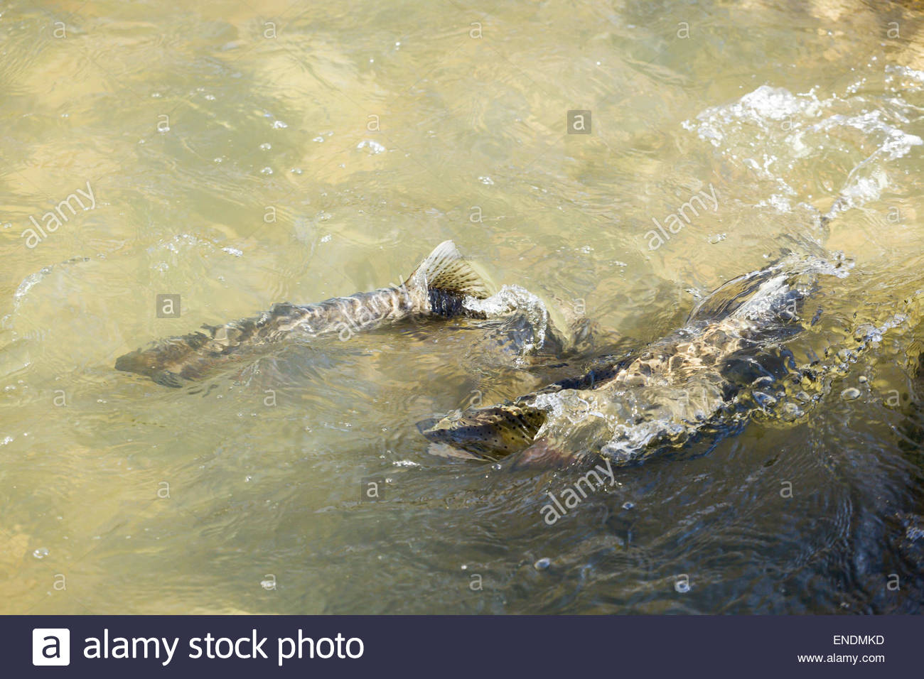 Trout Spawning High Resolution Stock Photography and Images - Alamy