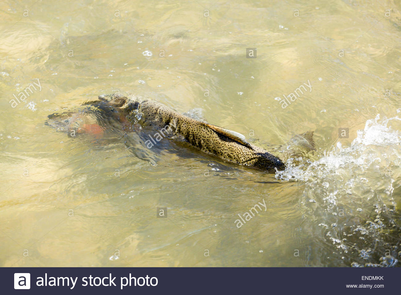 Trout Spawning High Resolution Stock Photography and Images - Alamy
