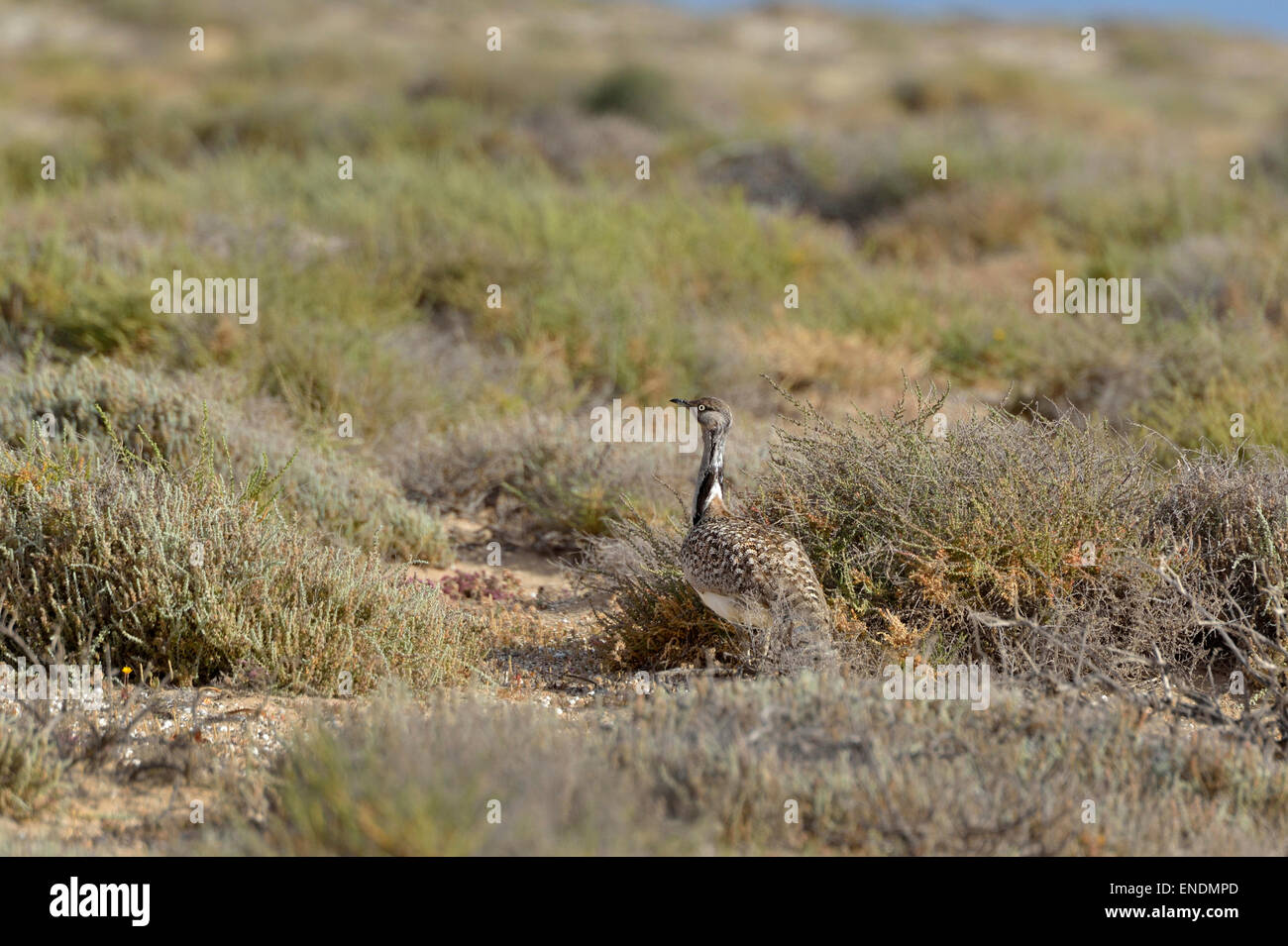 Chlamydotis undulata fuerteventurae, Houbara bustard Stock Photo - Alamy