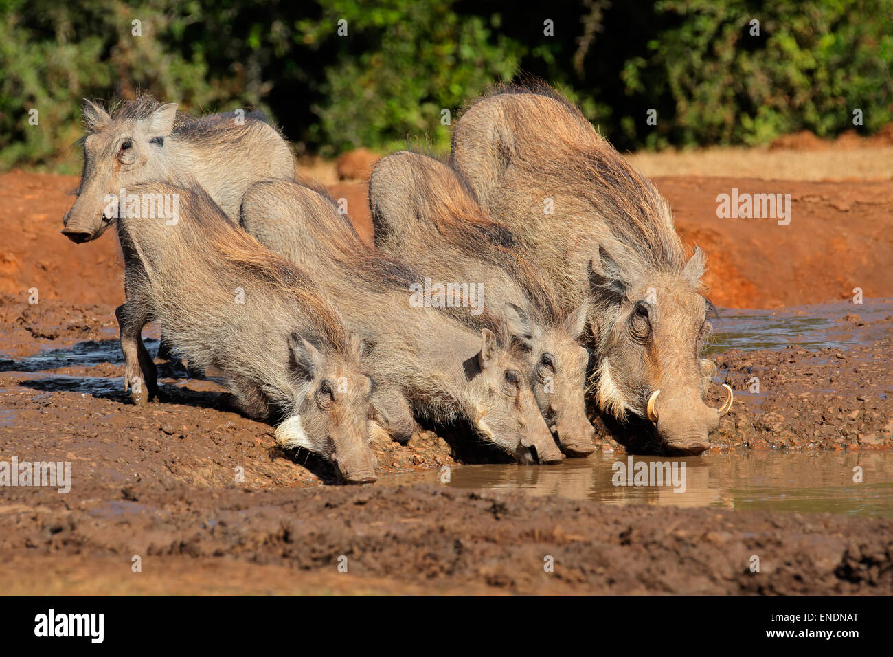 A family of warthogs (Phacochoerus africanus) drinking water, South ...