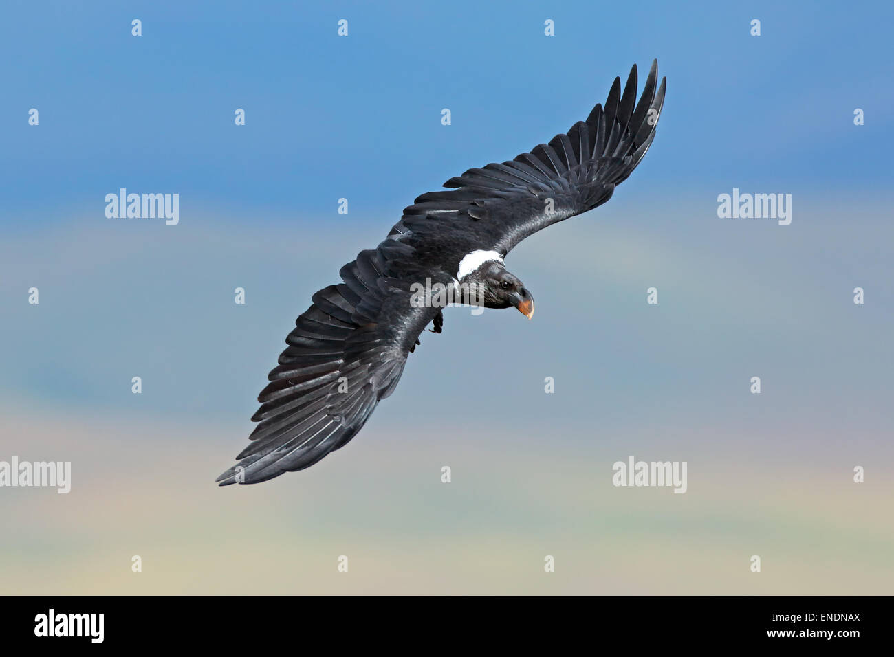 White raven hi-res stock photography and images - Alamy