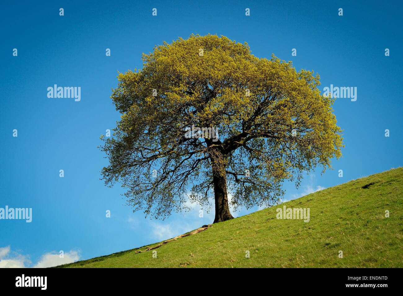 Farnsfield, Nottinghamshire ,UK. 3rd May, 2015. Weather: Couple walking ...