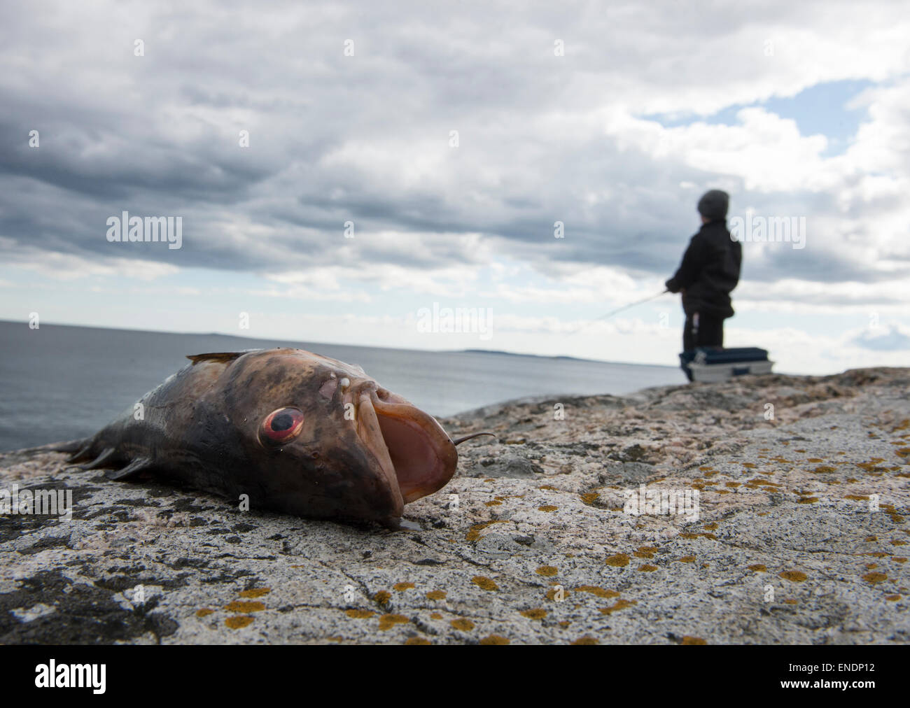 Fish cod open mouth hi-res stock photography and images - Alamy