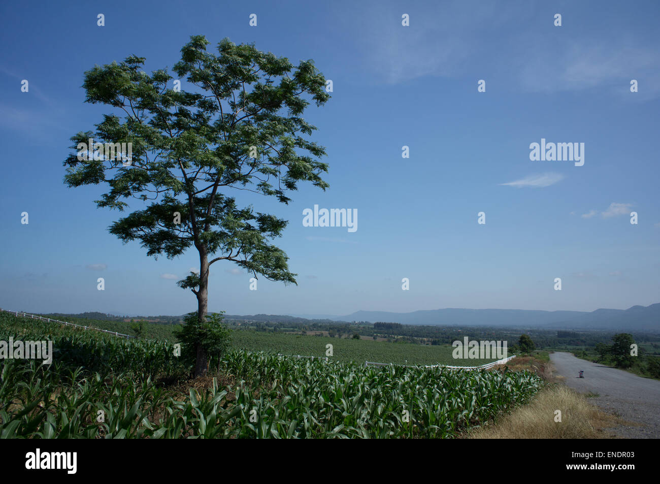 sunflower farm field walkway tree plant soil agriculture farmer job ...