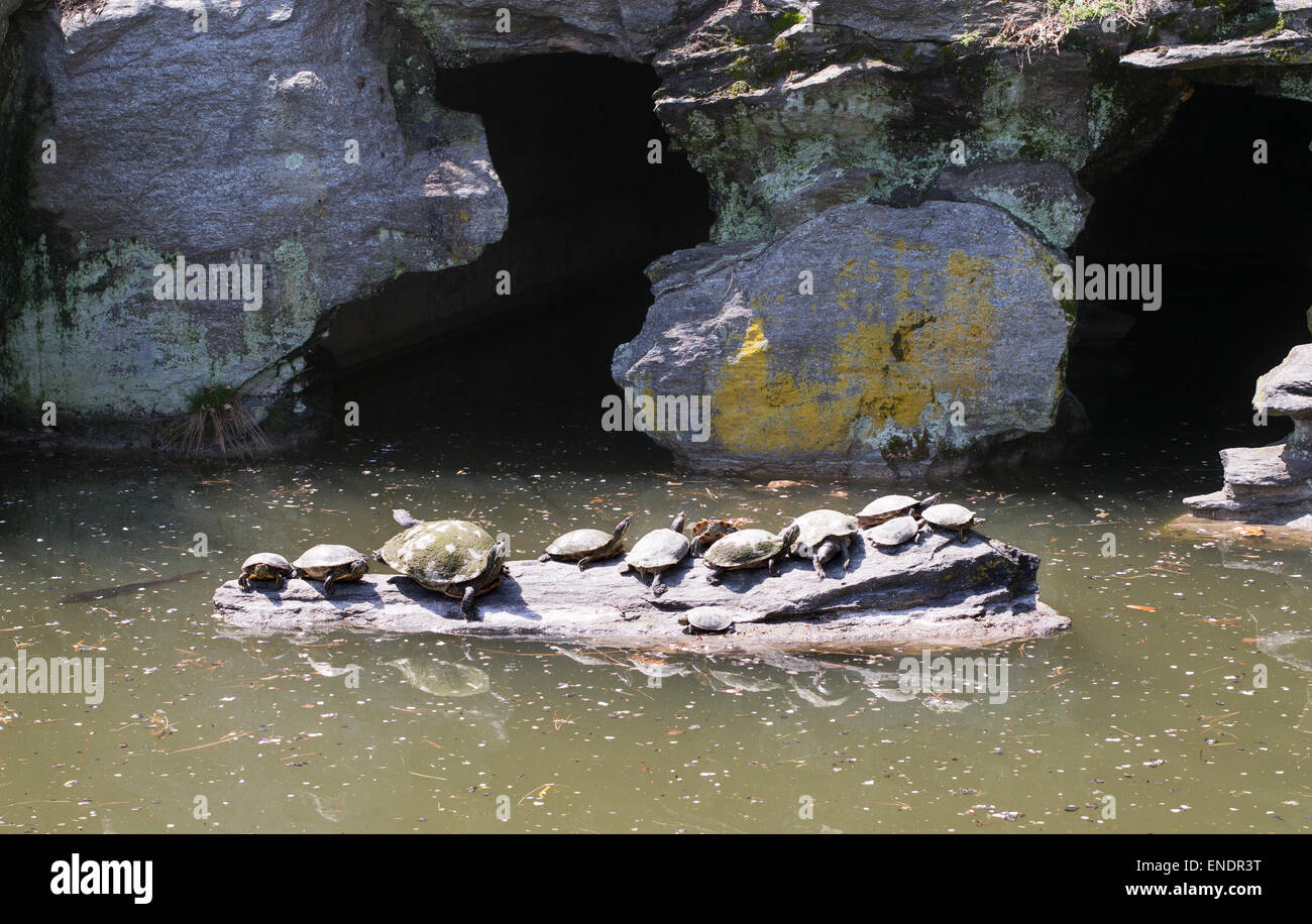 Turtles basking sun hi-res stock photography and images - Alamy