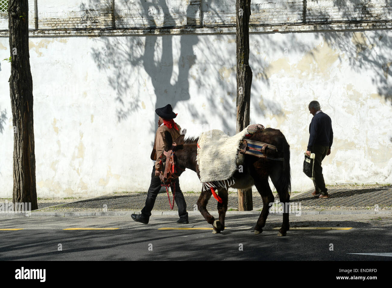 Leading donkey hi-res stock photography and images - Alamy