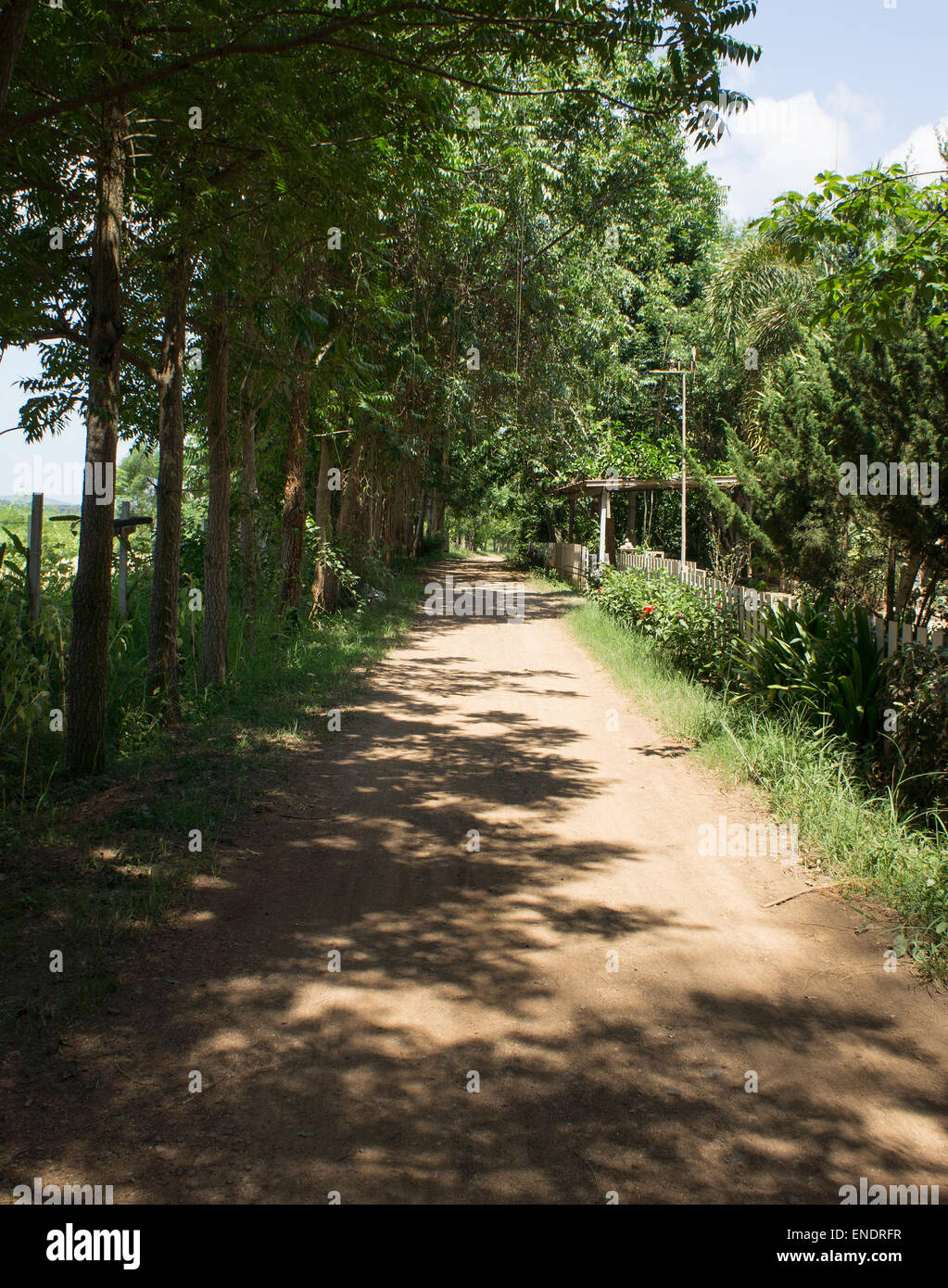 sunflower farm field walkway tree plant soil agriculture farmer job ...