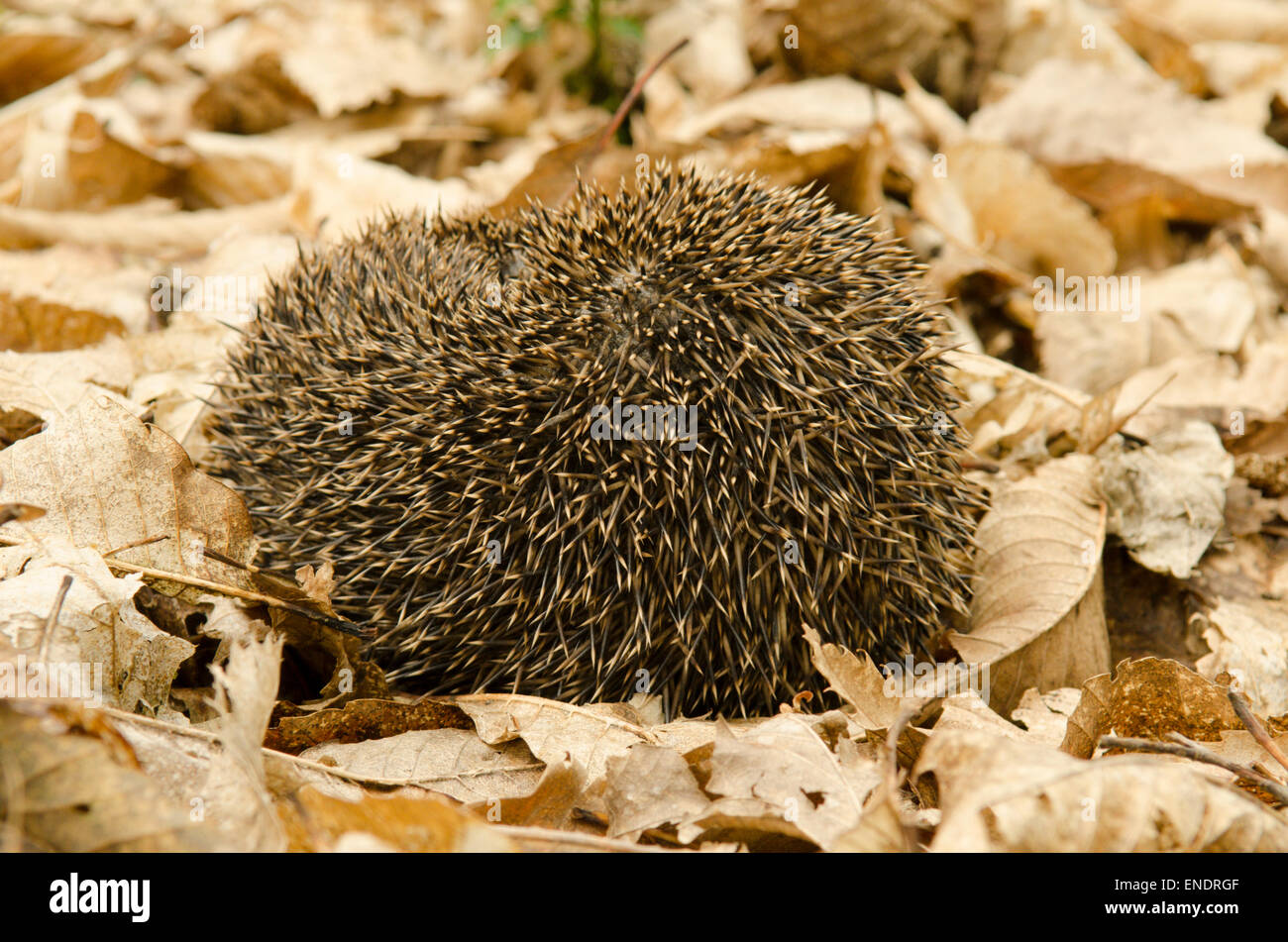 Curled up hedgehog hi-res stock photography and images - Alamy