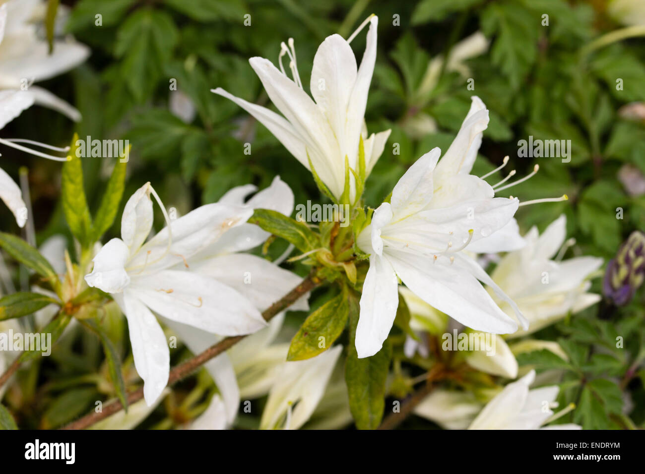 Pure white spring flowers of Rhododendron 'White Kiromo-shikibu' Stock ...