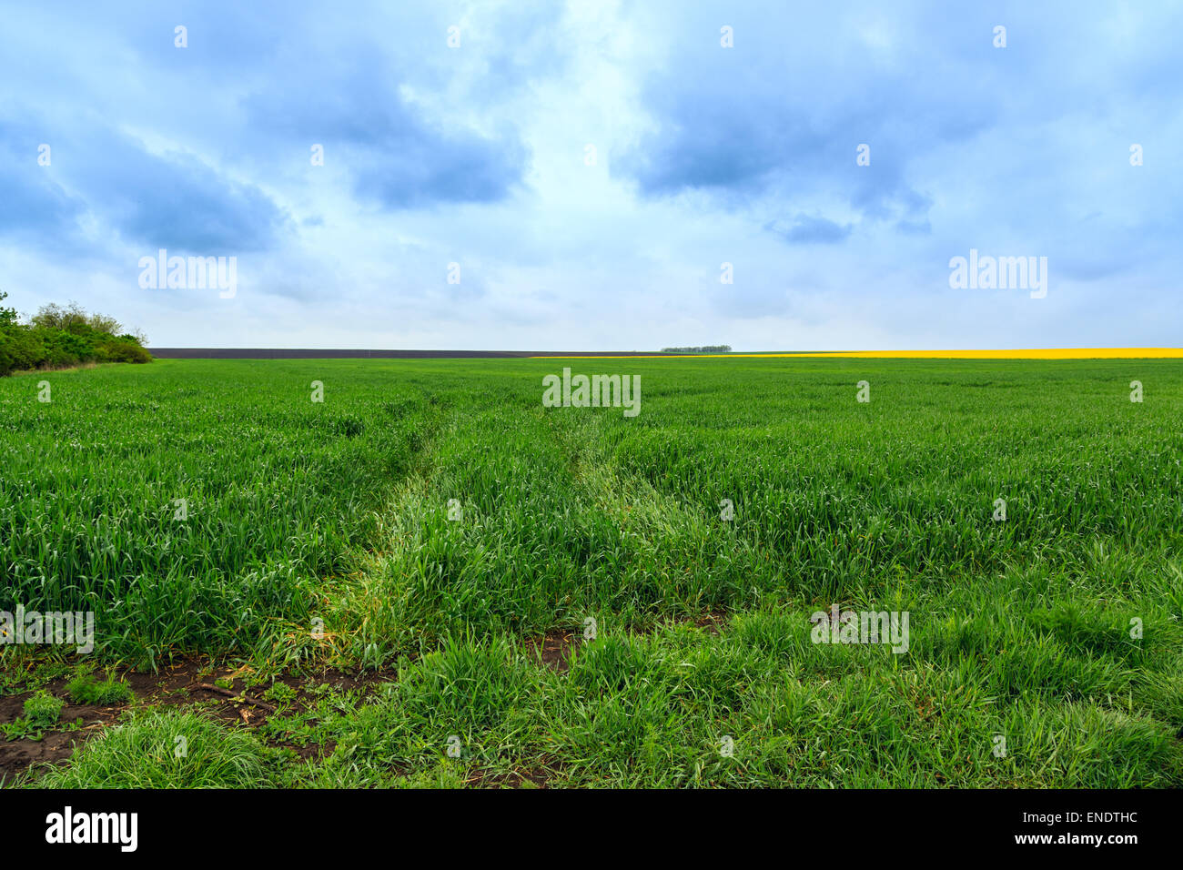 Field in springtime hi-res stock photography and images - Alamy