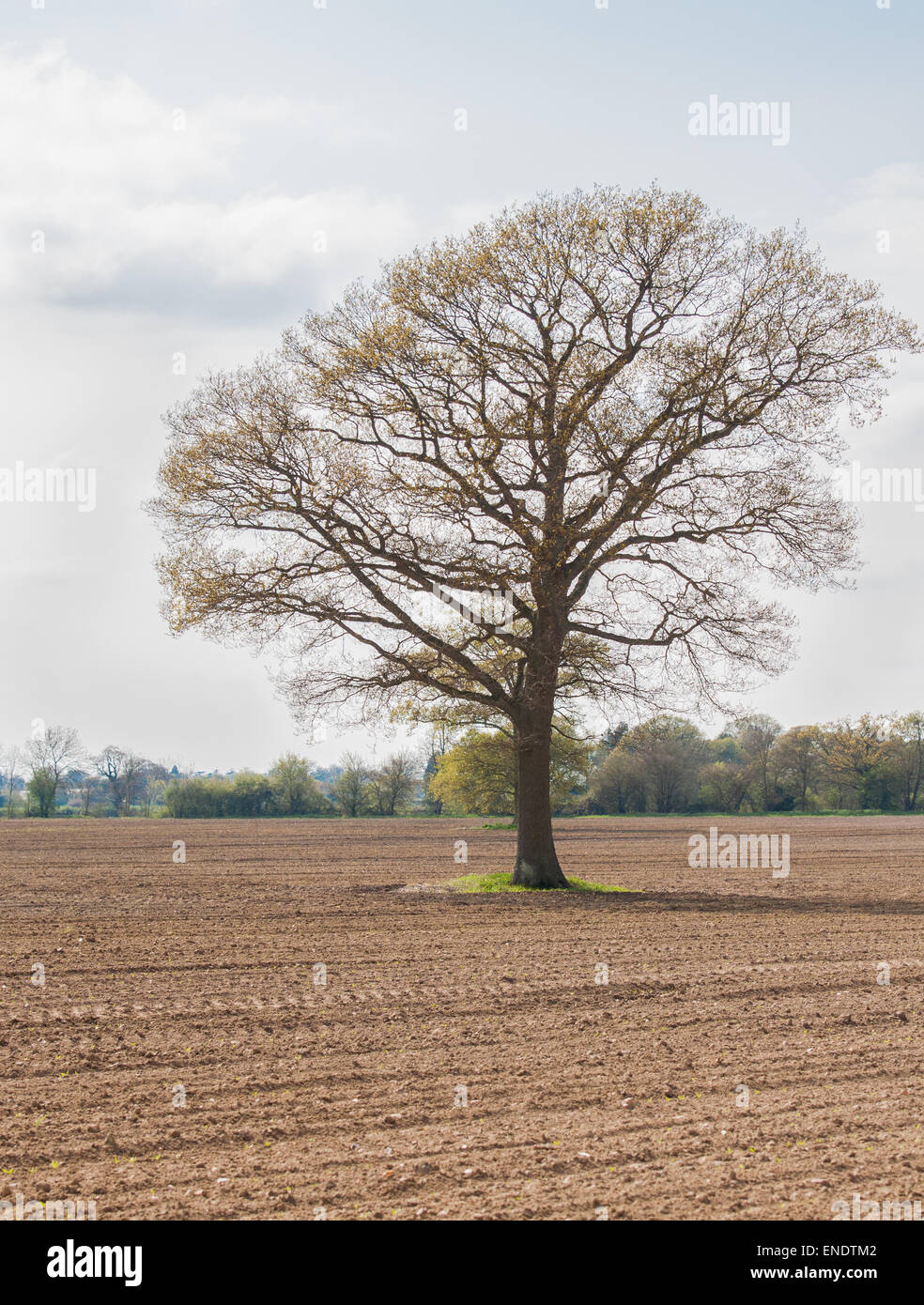 Lone tree in spring field Stock Photo - Alamy