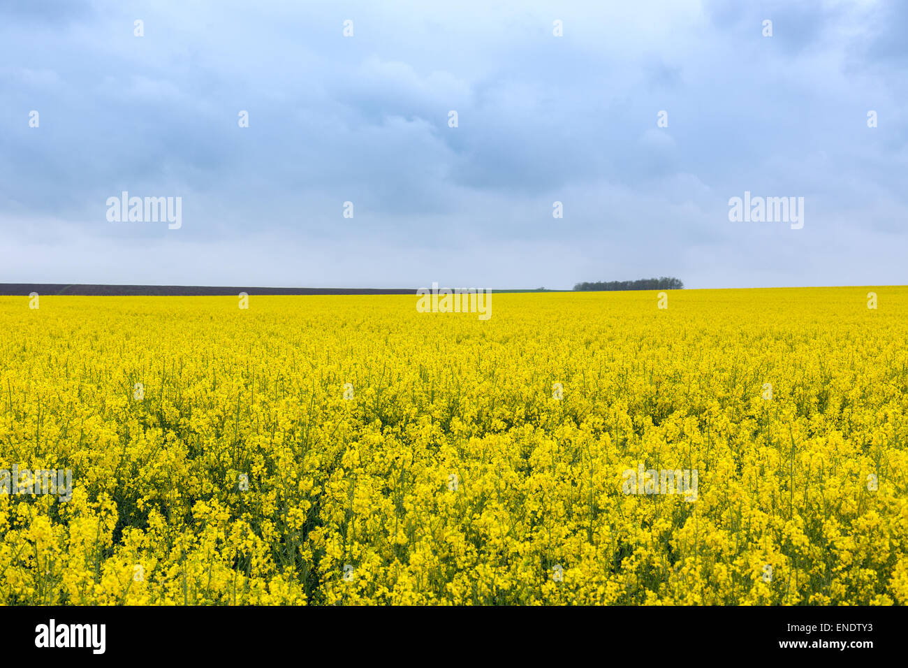 Flowering field of canola outdoors in spring in Hungary Stock Photo - Alamy