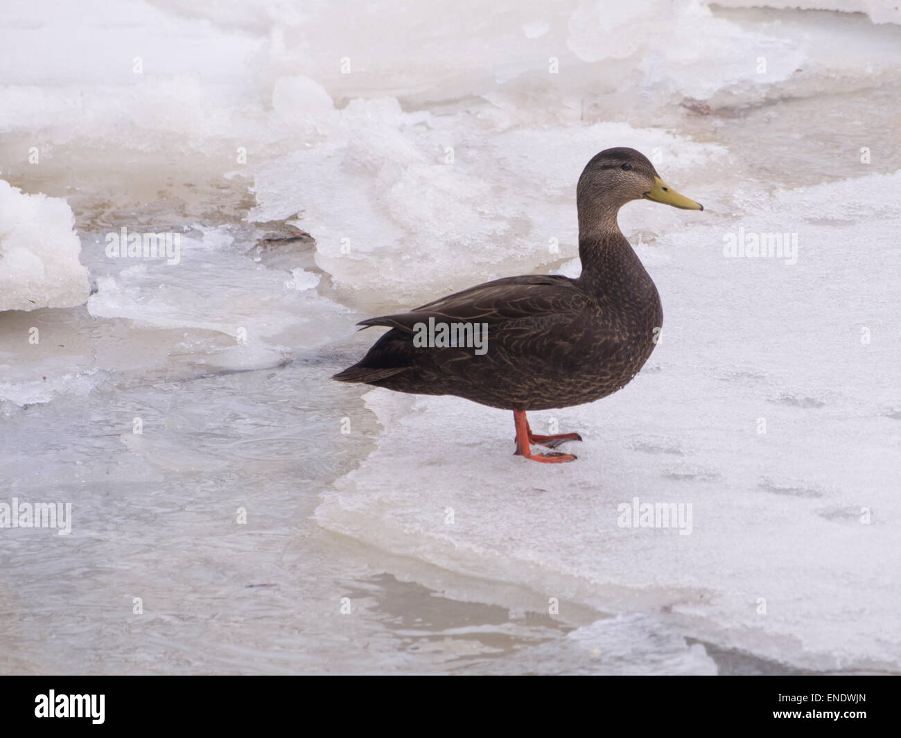 Birds on ice on river Stock Photo - Alamy