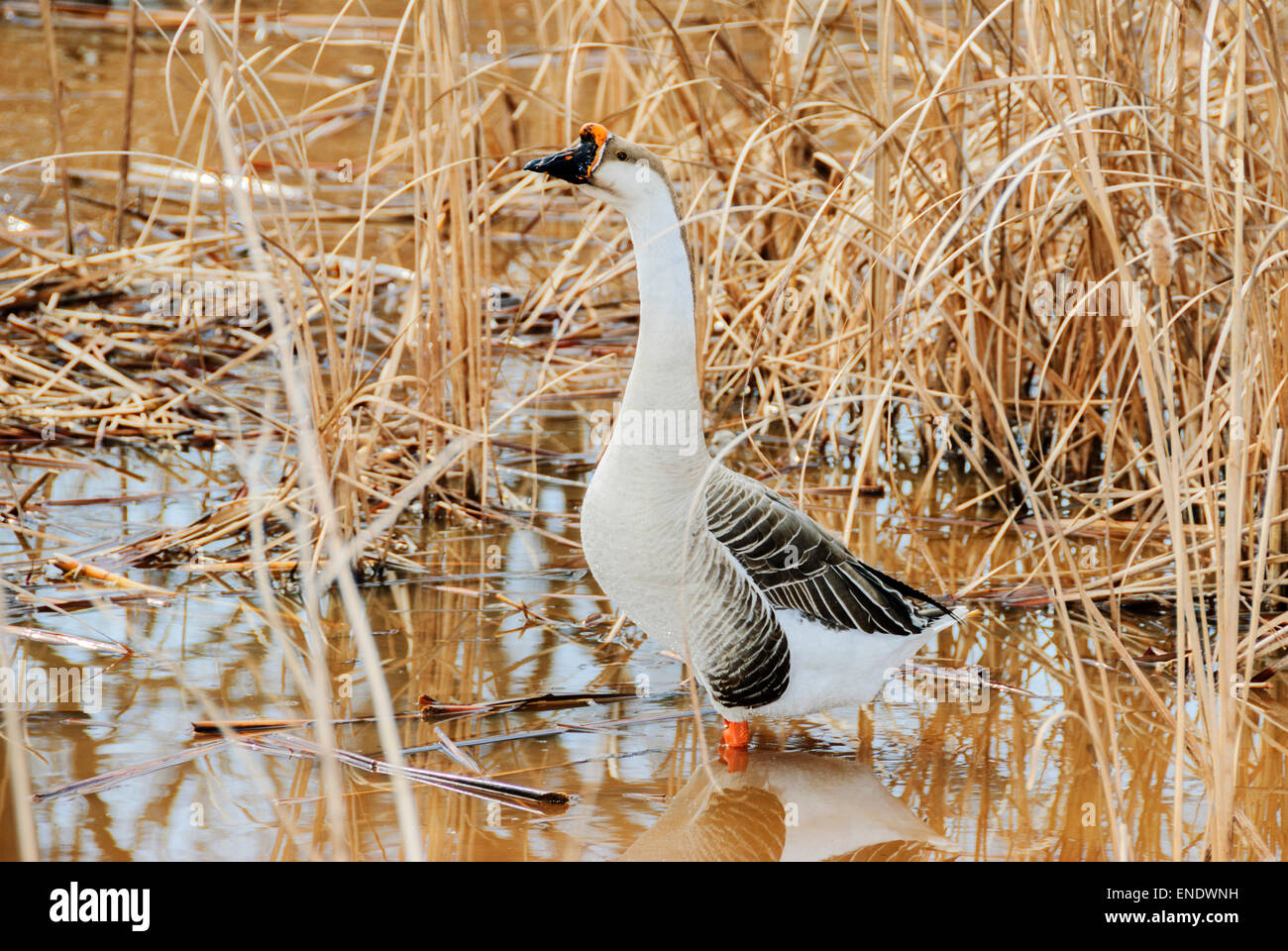 A Chinese Goose, Anser cygnoides, descended from wild Swan Geese ...