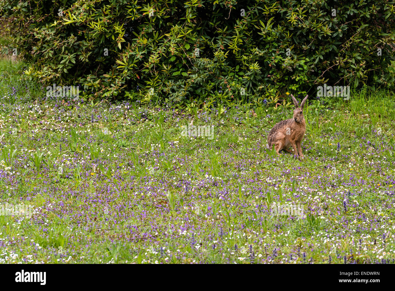 Wild hare in green grass Stock Photo - Alamy