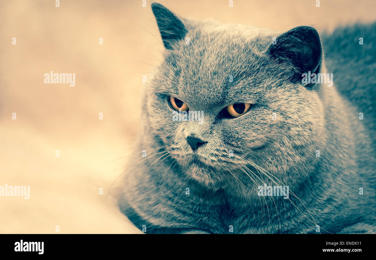 British nose hi-res stock photography and images - Alamy