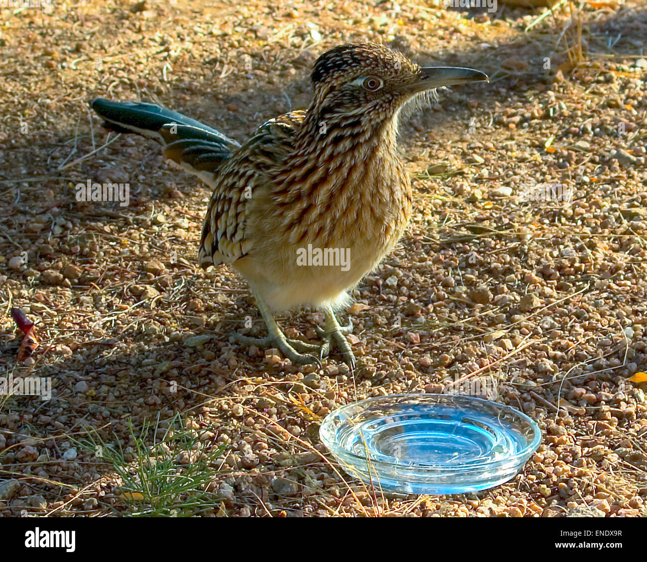 Road Runner Bird Stock Photos & Road Runner Bird Stock Images - Alamy