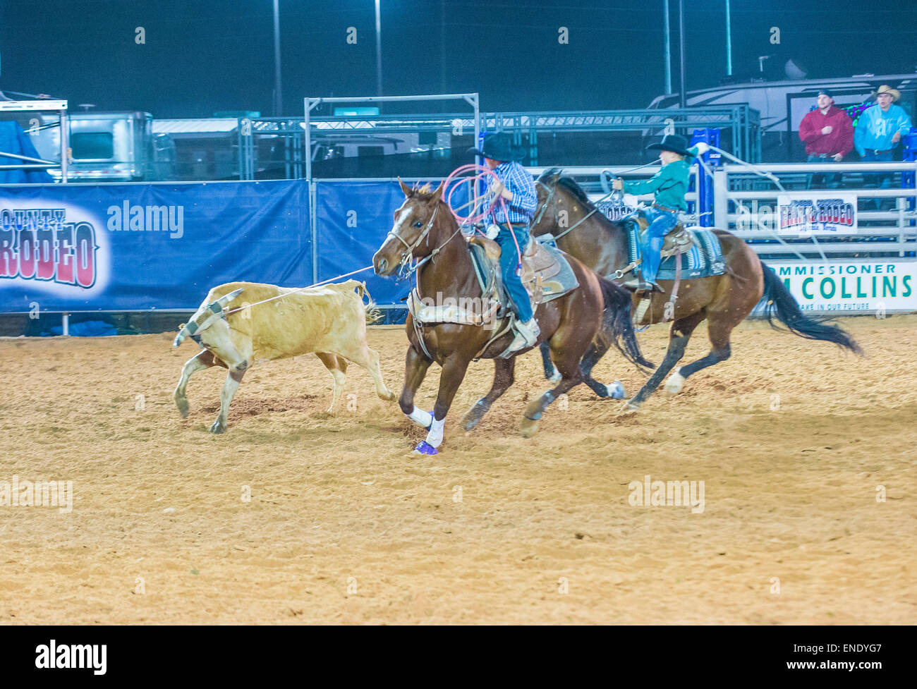 Cowboy Participating in a Calf roping Competition at the Clark County ...