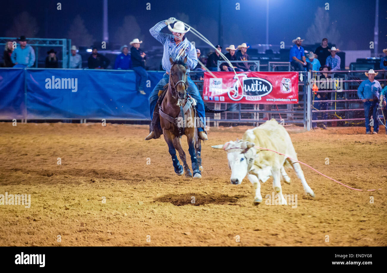 Cowboy Participating in a Calf roping Competition at the Clark County ...
