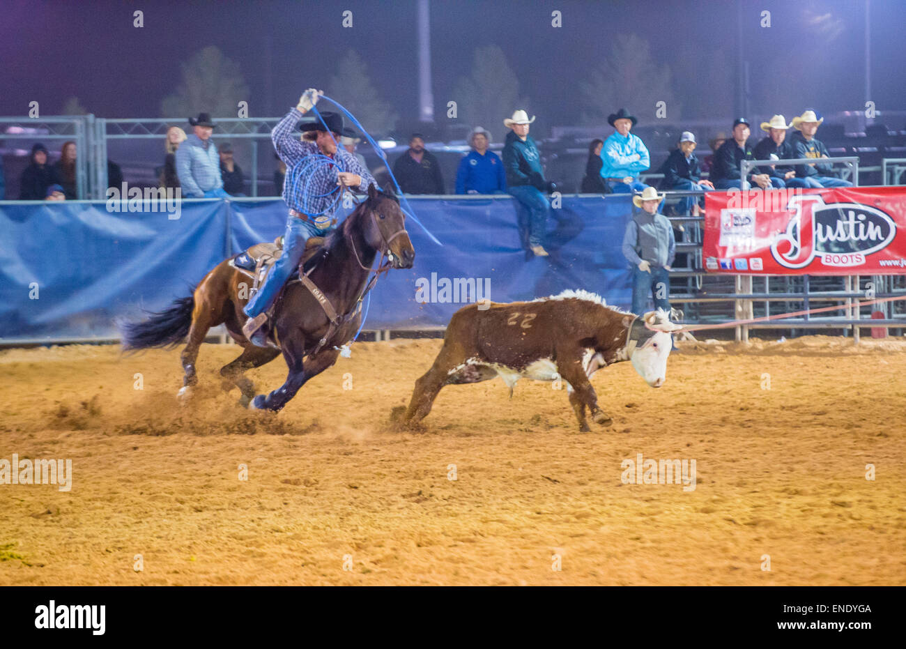 Cowboy Participating in a Calf roping Competition at the Clark County ...