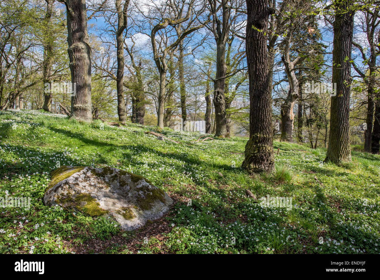 Oak tree grove hi-res stock photography and images - Alamy